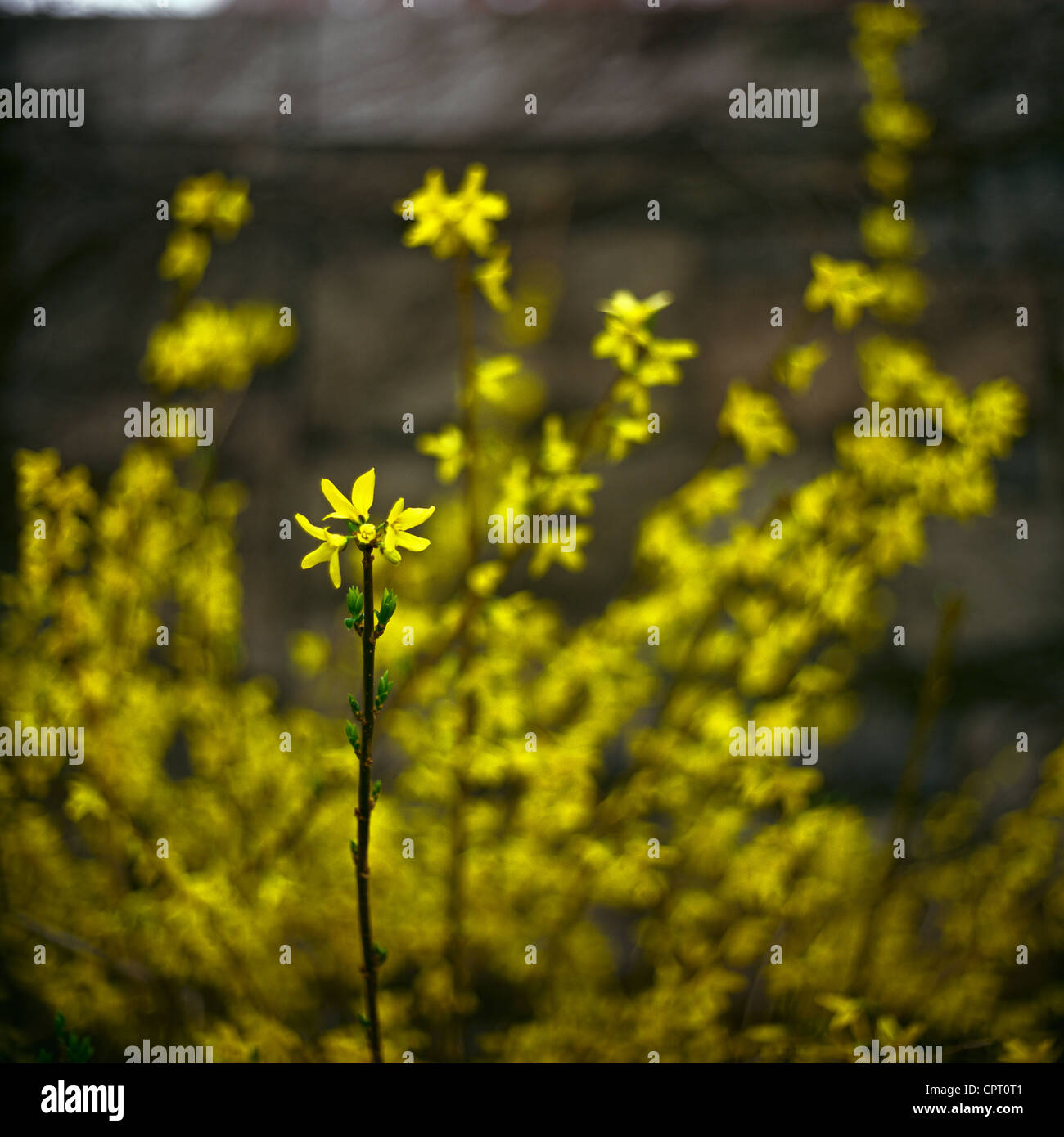 Cheerful forsythia hi-res stock photography and images - Alamy
