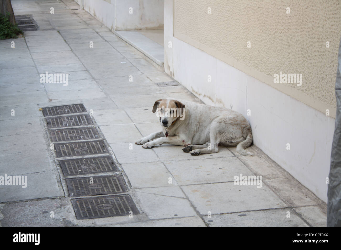 Dog on the streets of Athens, Greece Stock Photo - Alamy
