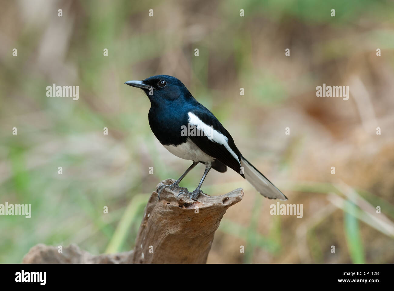 beautiful male oriental magpie-robin (Copsychus saularis) standing on ...