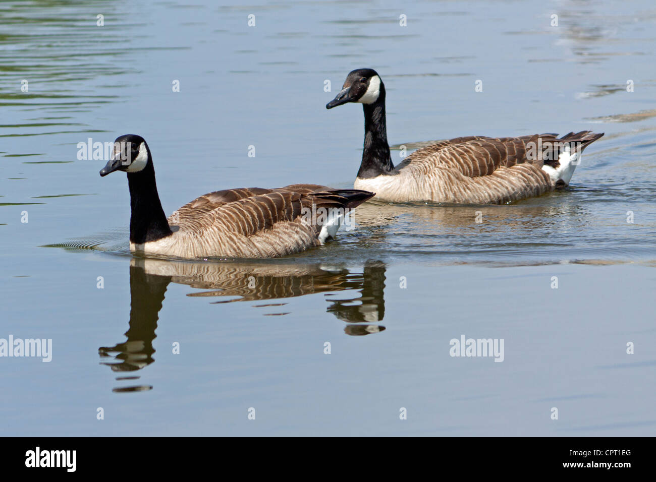 Two Canada Geese on water Stock Photo - Alamy