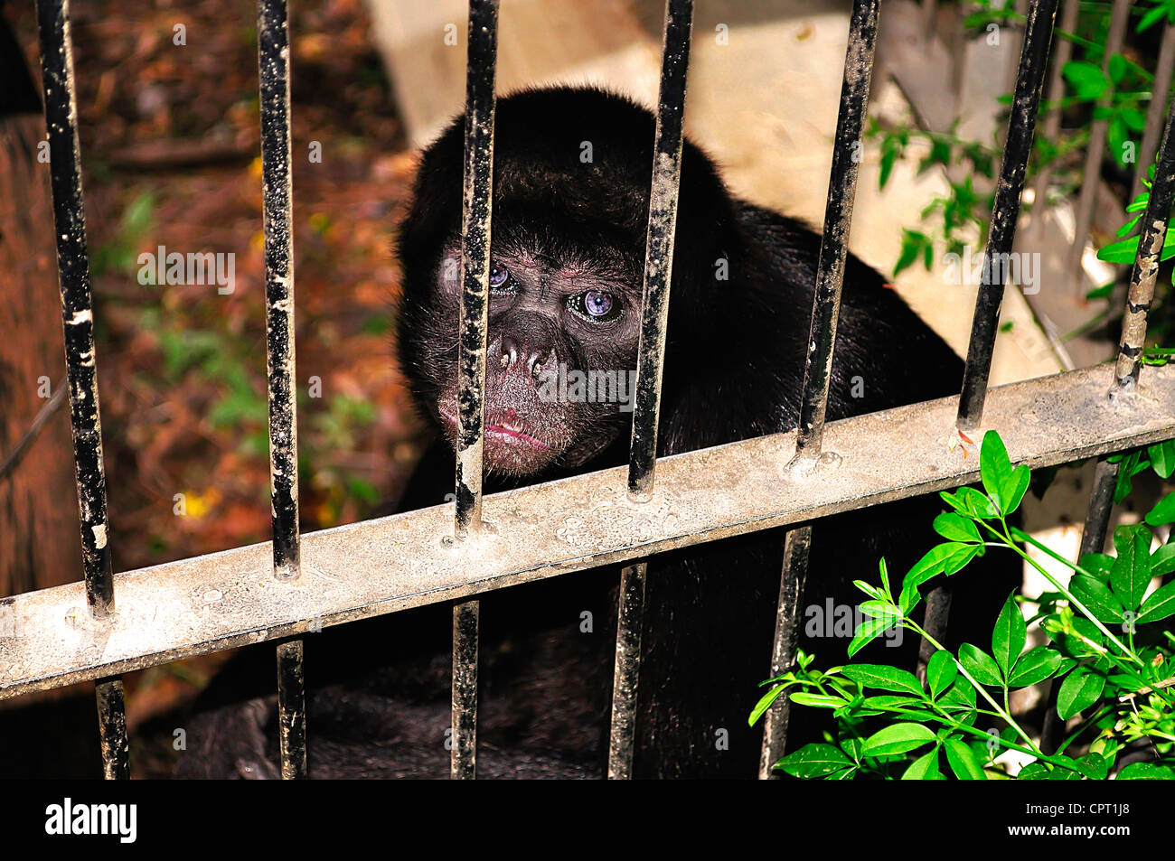 Sad looking monkey hi-res stock photography and images - Alamy