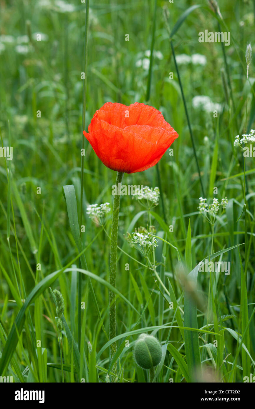 Stand-alone single red common poppy - Papaver rhoeas Stock Photo - Alamy