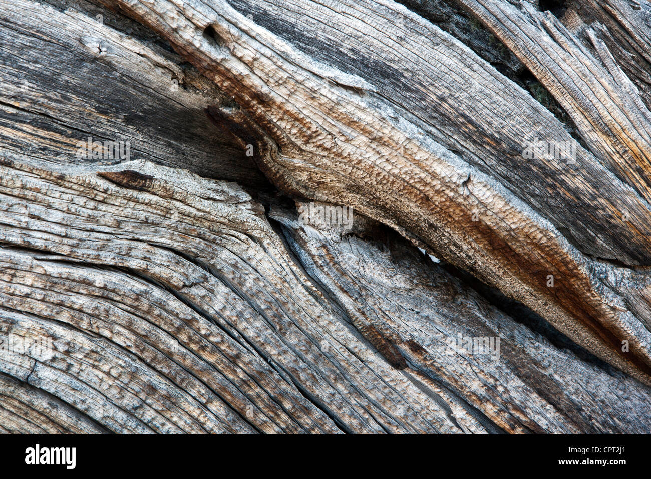Tree Bark Patterns - Rocky Mountain National Park - Estes Park ...