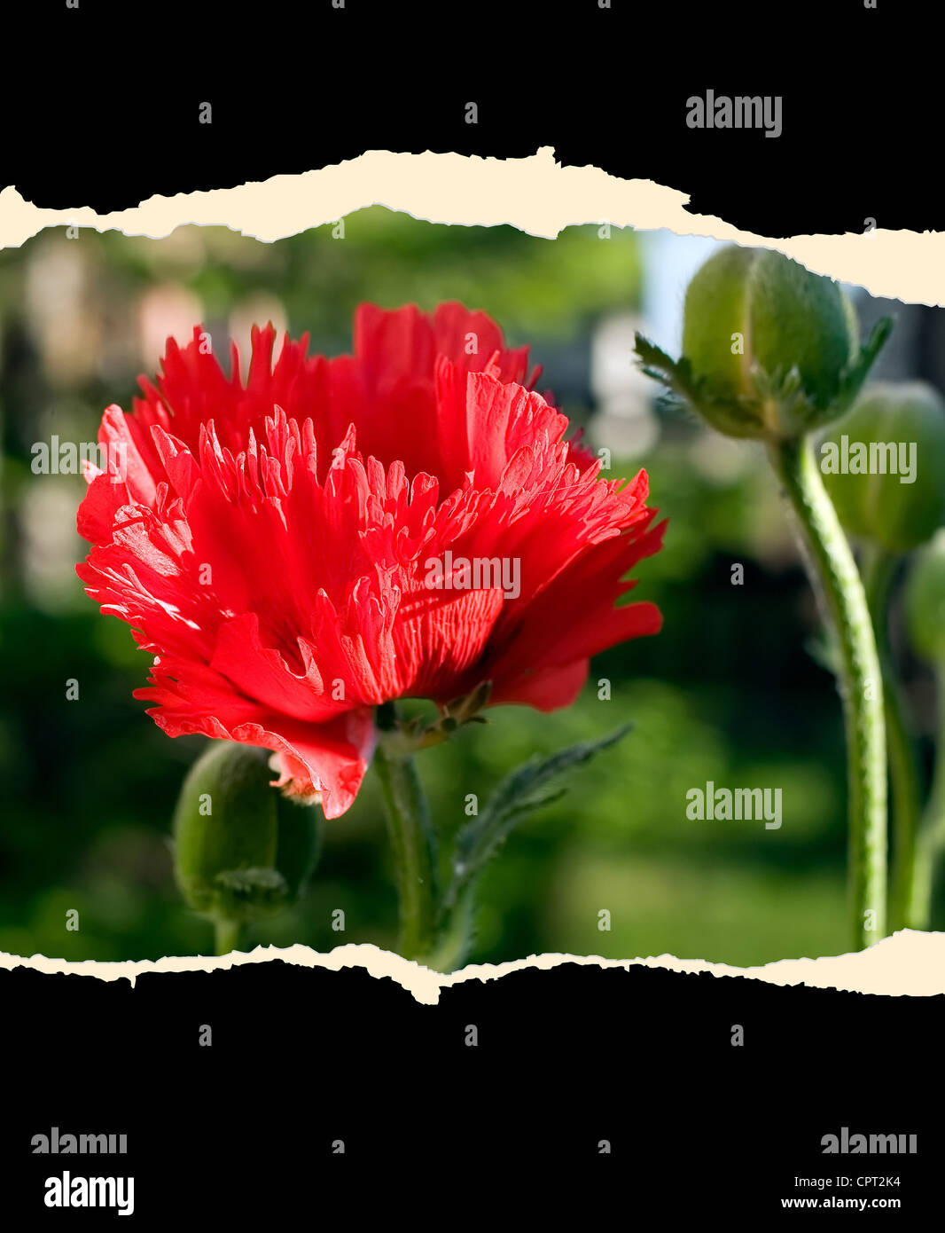 A sheet of paper with red flower Stock Photo - Alamy