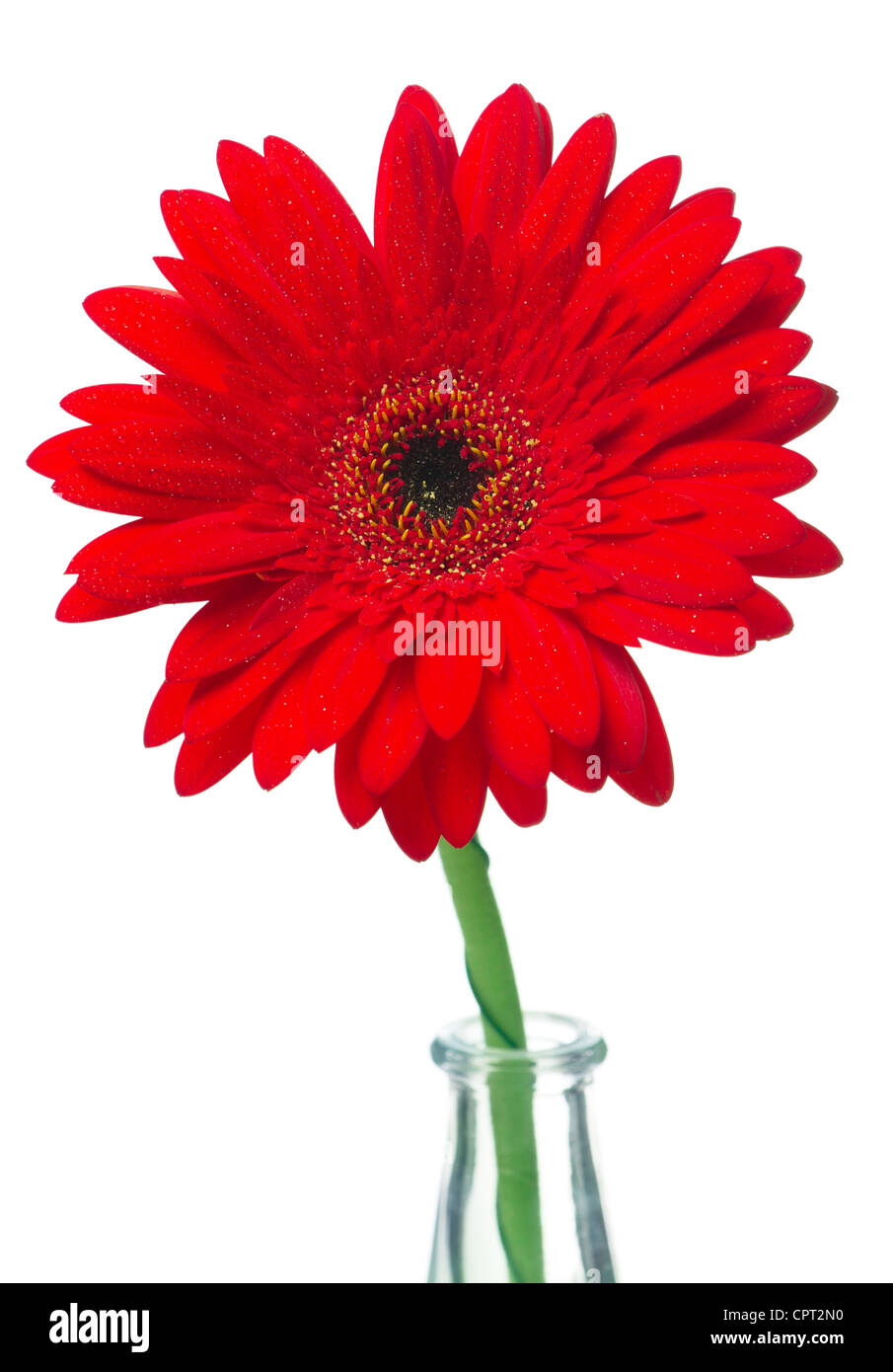 A red gerbera in a glass vase Stock Photo - Alamy