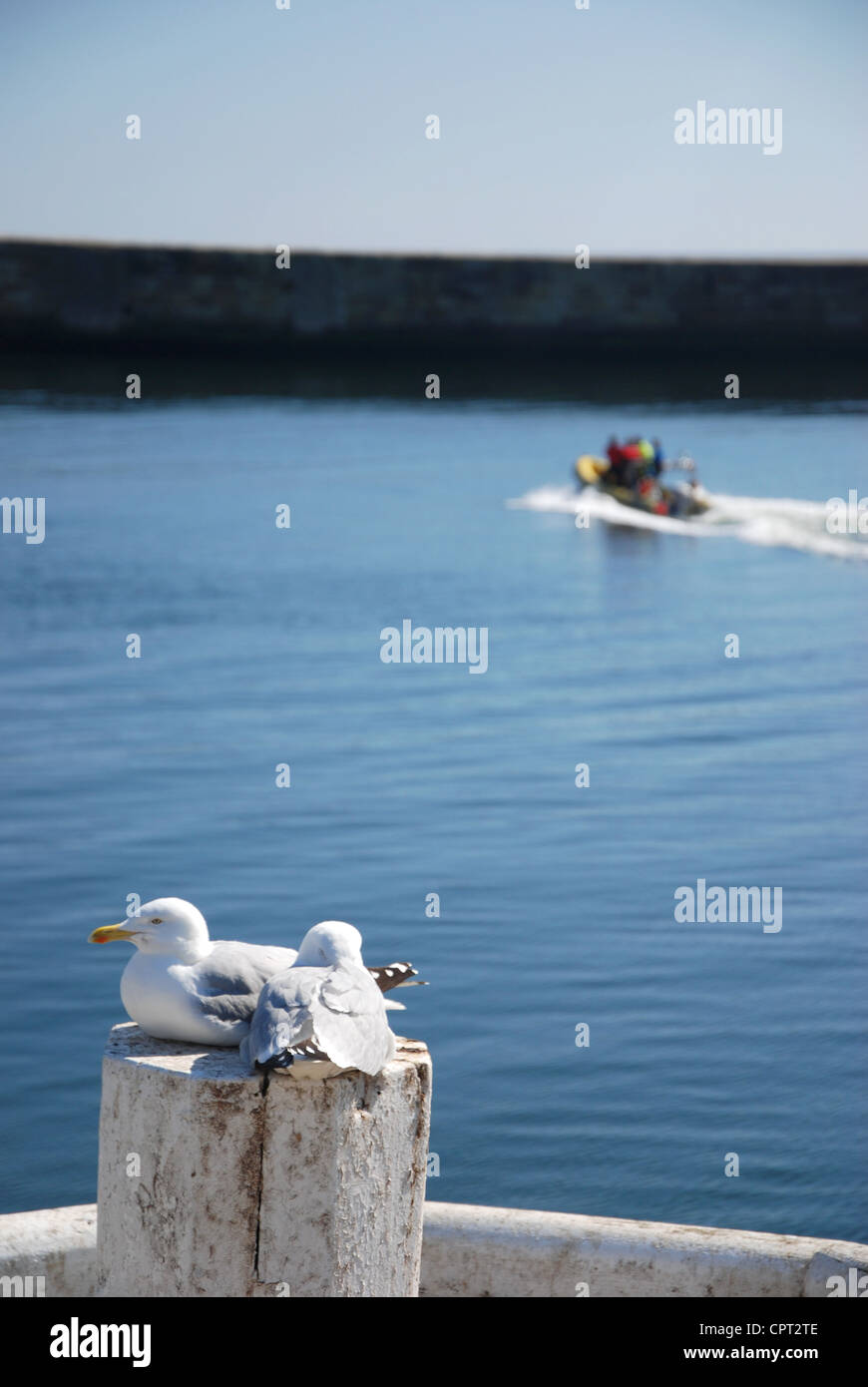 Whitby seagulls hi-res stock photography and images - Alamy