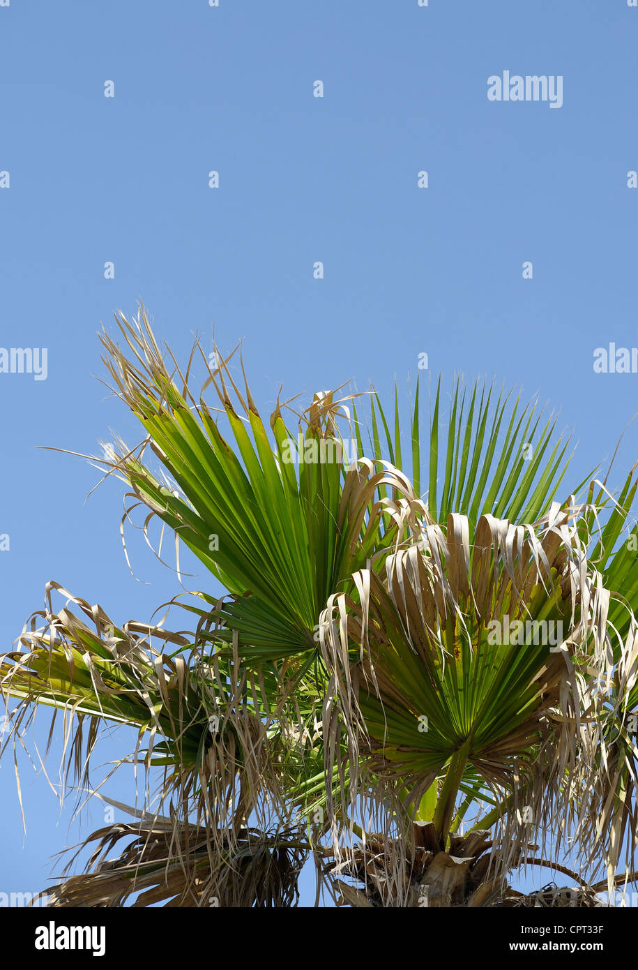 Dying palm hi-res stock photography and images - Alamy Dying palm hi-res stock photography and images - Alamy