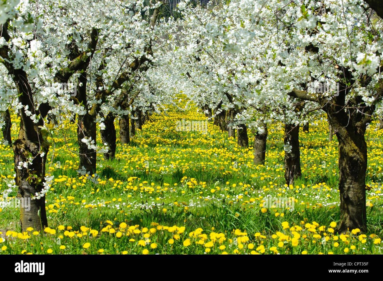 apple tree with bloom Stock Photo - Alamy