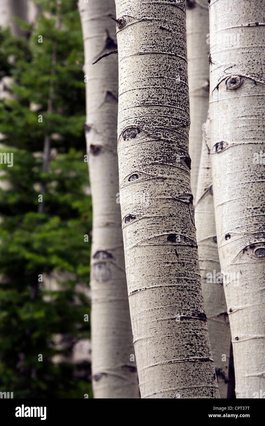 Tree bark patterns hi-res stock photography and images - Alamy