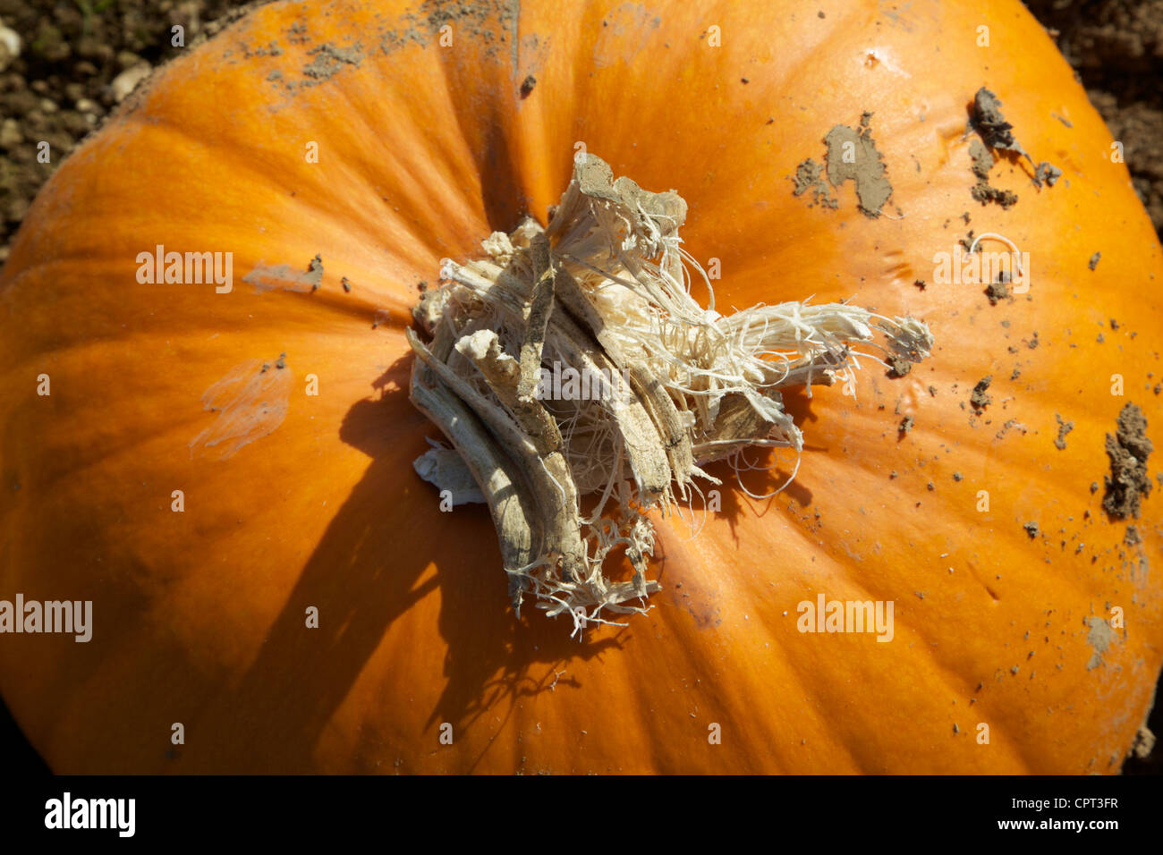 Pumpin hi-res stock photography and images - Alamy