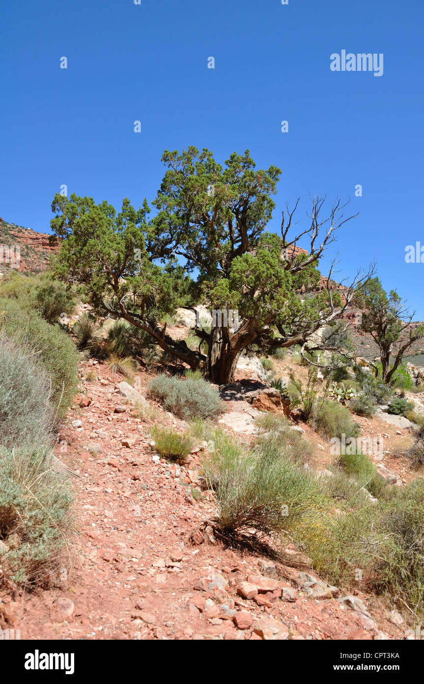 Bright Angel trail, Grand Canyon, Arizona, USA Stock Photo - Alamy