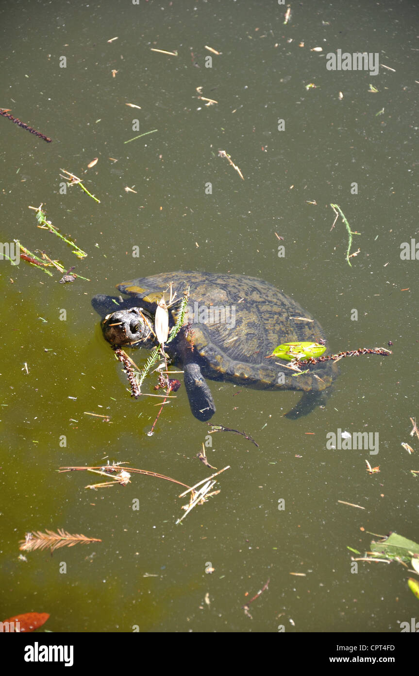 Turtles in pond - red eared slider Stock Photo - Alamy