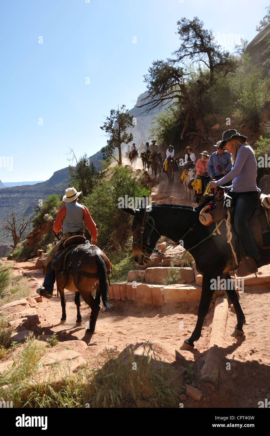 Mule ride down the Bright Angel Trail, Grand Canyon National Park ...