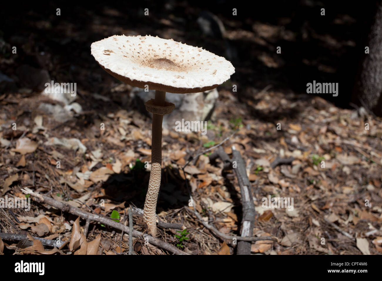 A large wild mushroom growing in a forest Stock Photo - Alamy