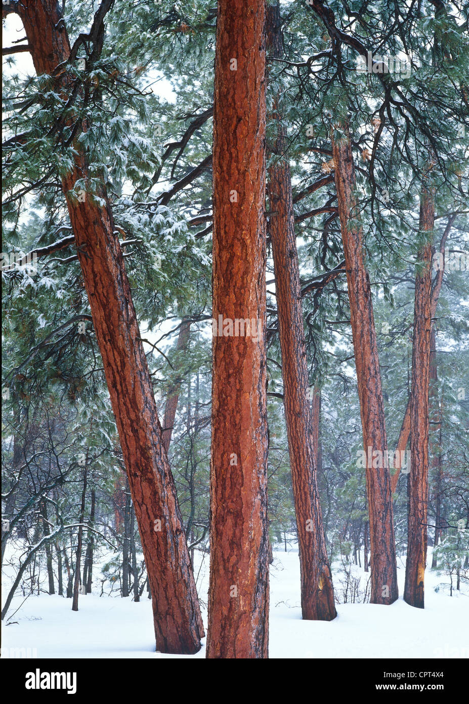 Ponderosa Pines In Snow High Resolution Stock Photography and Images ...