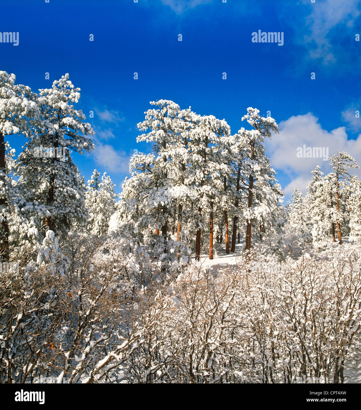 Pinus ponderosa, commonly known as the Ponderosa Pine, Bull Pine ...