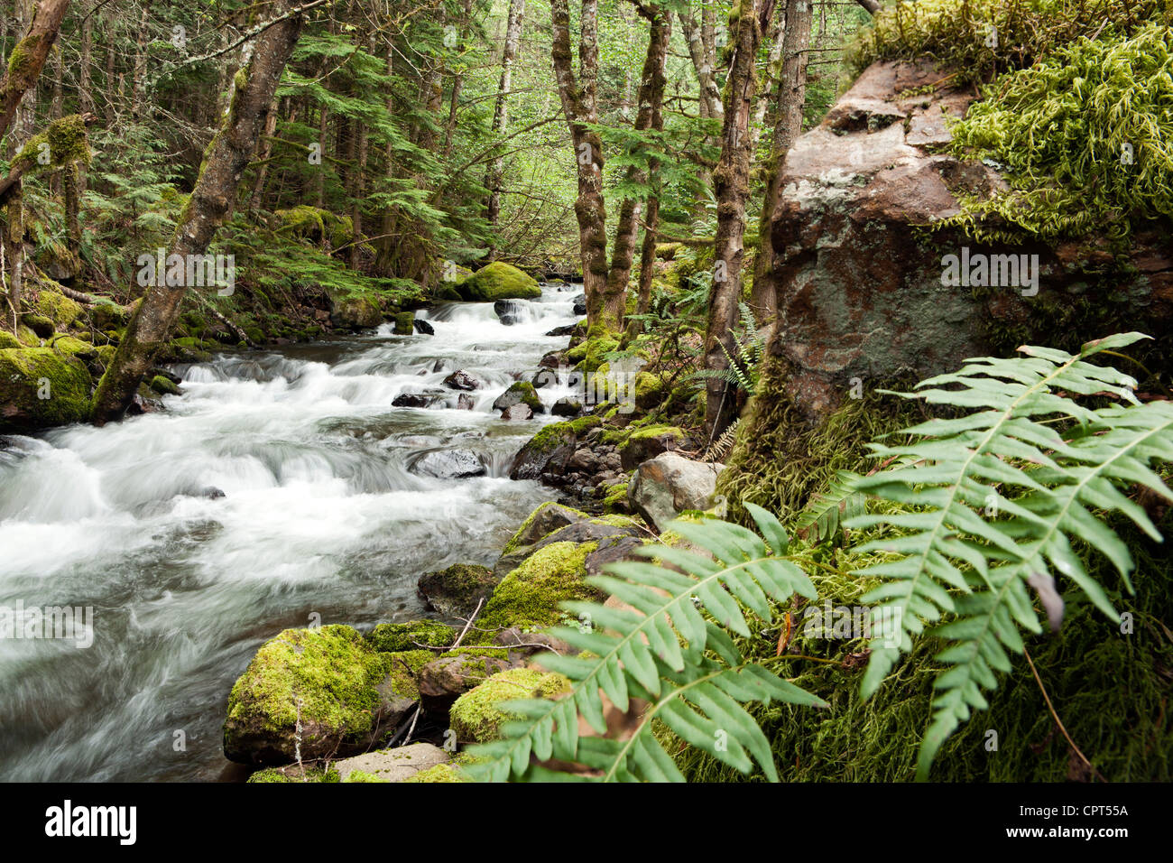 Creek in Sasquatch Provincial Park - Harrison Hot Springs, British ...