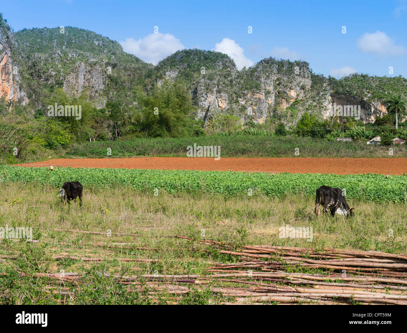 Cuban cattle hi-res stock photography and images - Alamy