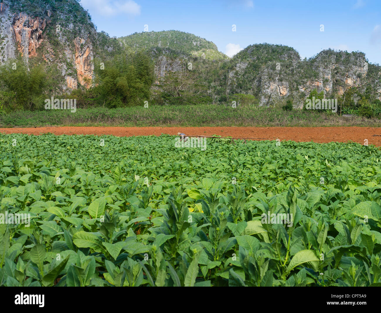 A lone Cuban farm worker harvests tobacco against the backdrop of the ...