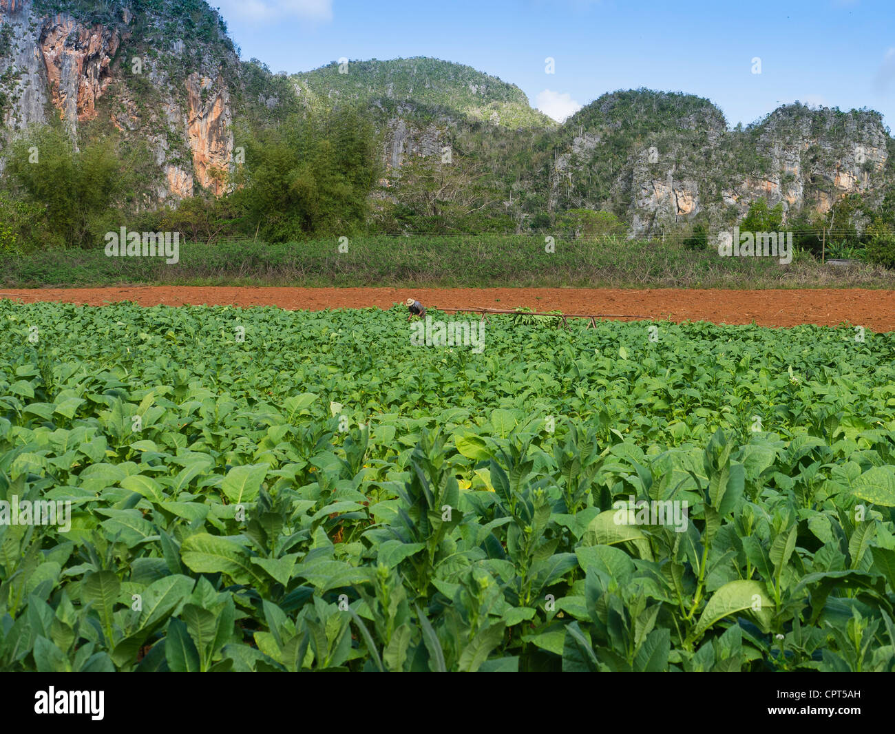 A lone Cuban farm worker harvests tobacco against the backdrop of the ...
