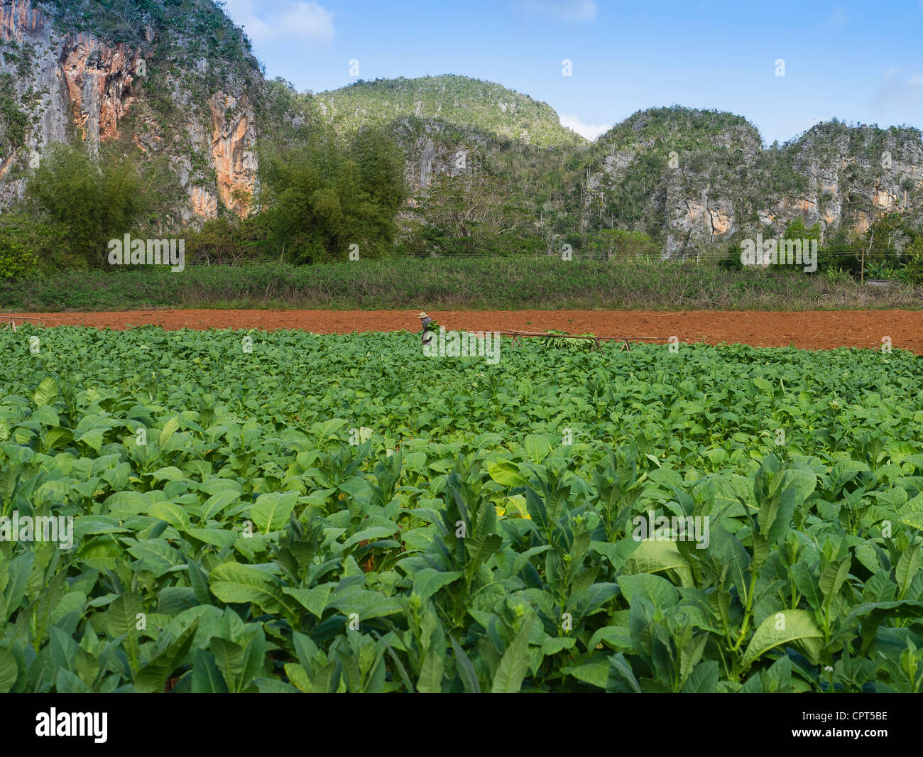 A lone Cuban farm worker harvests tobacco against the backdrop of the ...