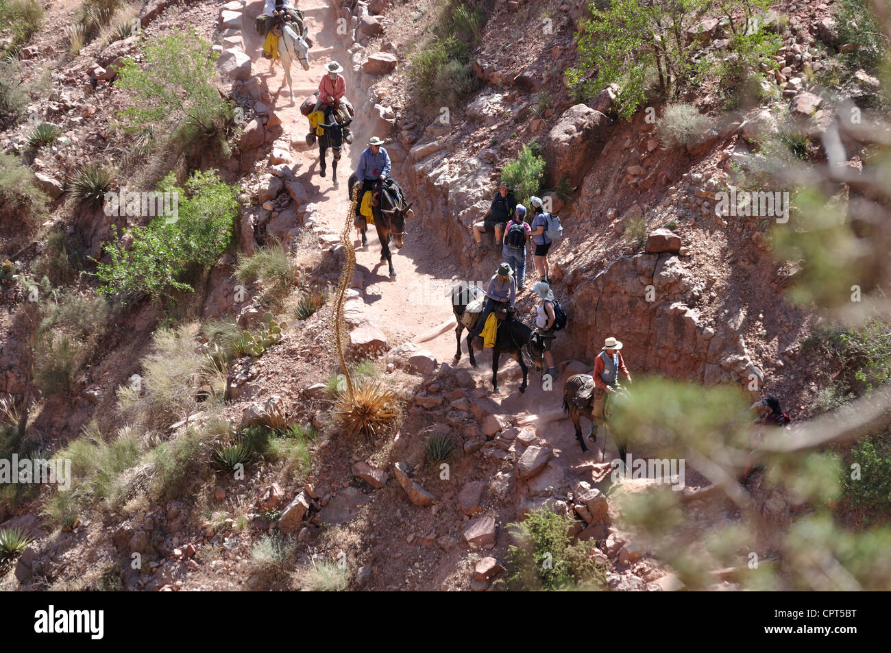 Mule ride, Bright Angel trail, Grand Canyon National Park, Arizona, USA ...
