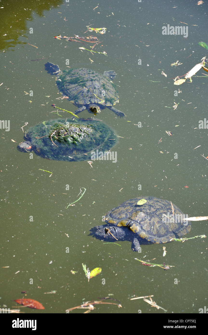 Turtles in pond - red eared slider Stock Photo - Alamy