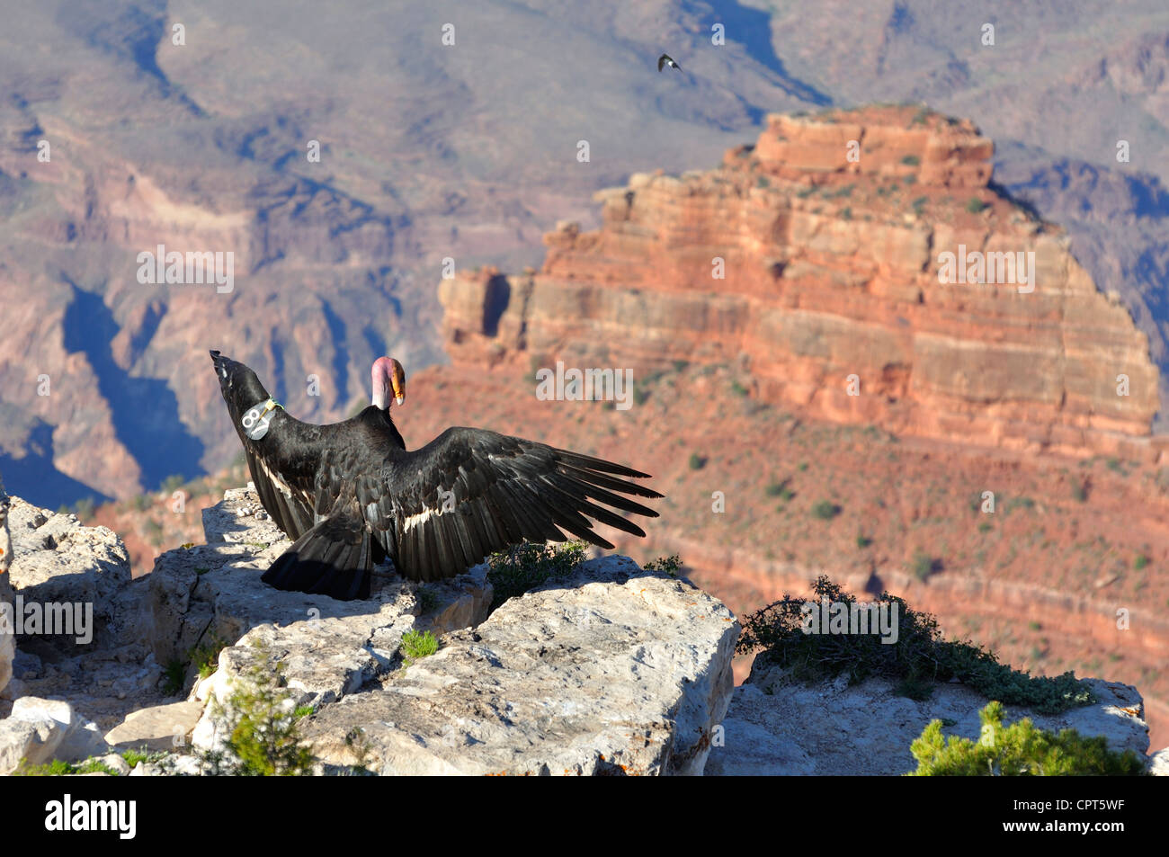 Turkey vulture - Cathartes Aura - Grand Canyon, Arizona, USA Stock ...