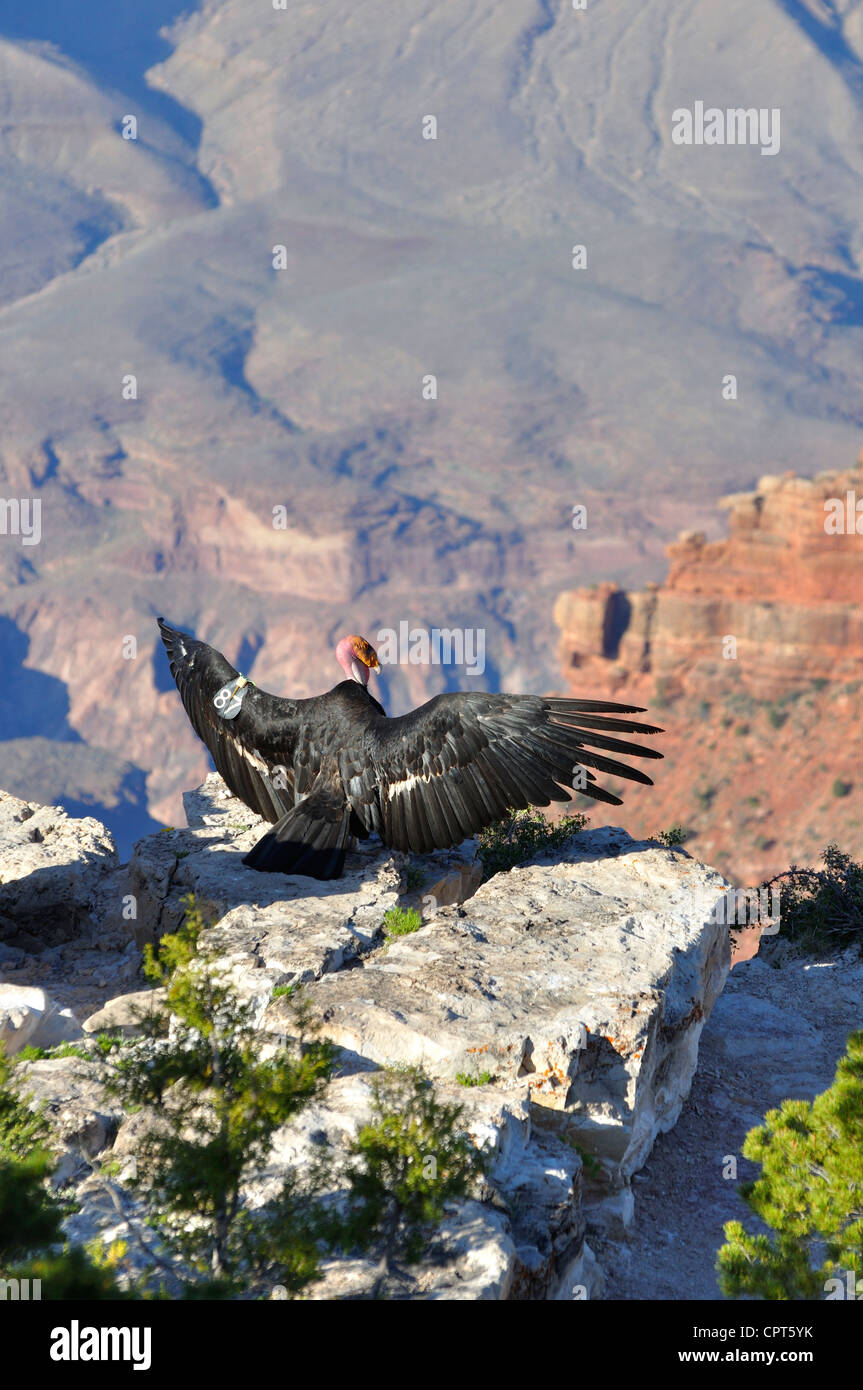Turkey vulture - Cathartes Aura - Grand Canyon, Arizona, USA Stock ...