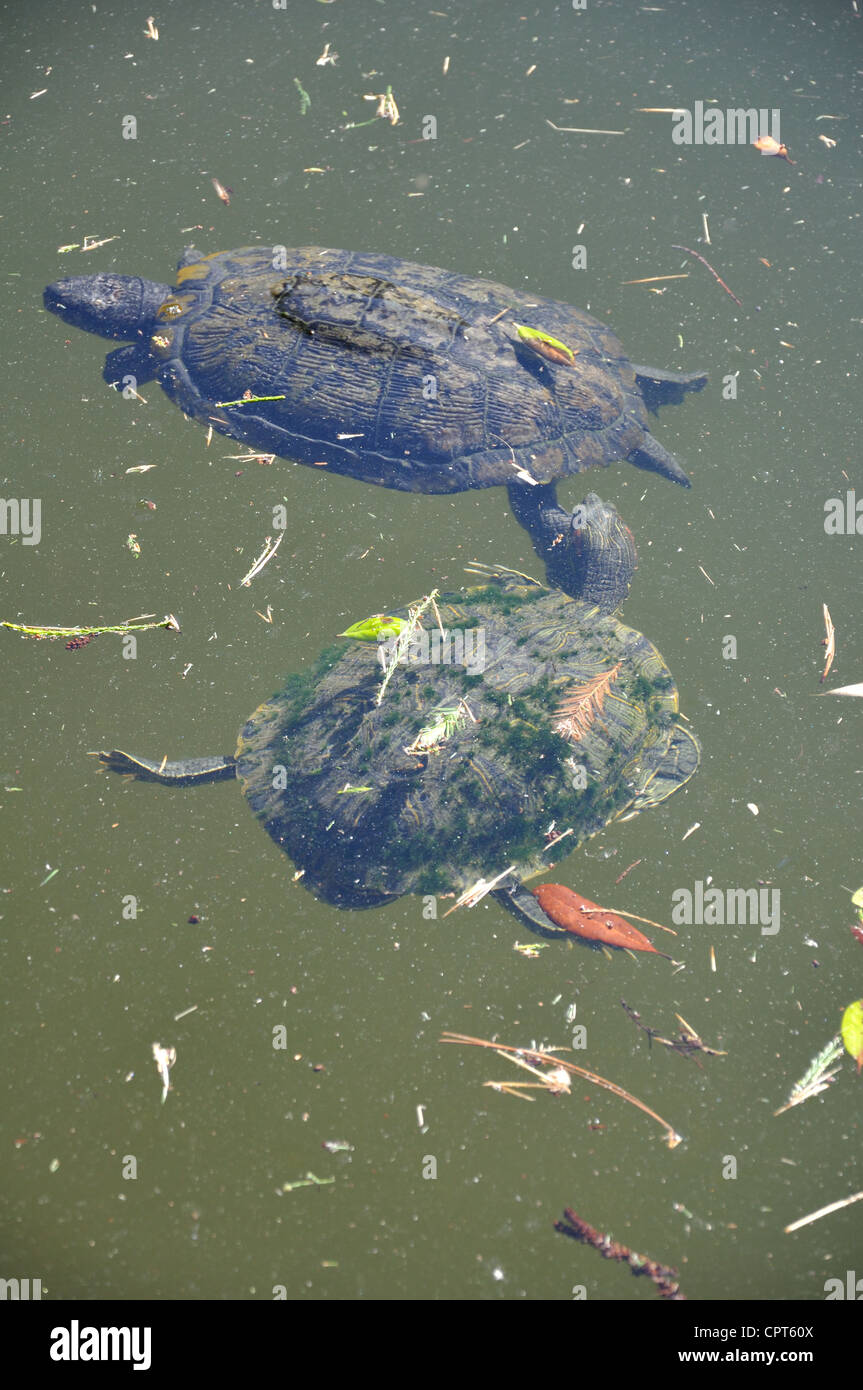 Turtles in pond - red eared slider Stock Photo - Alamy