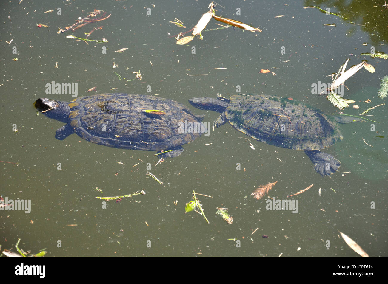 Turtles in pond - red eared slider Stock Photo - Alamy
