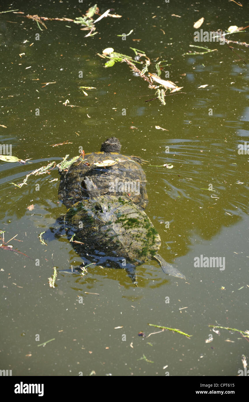 Turtles in pond - red eared slider Stock Photo - Alamy