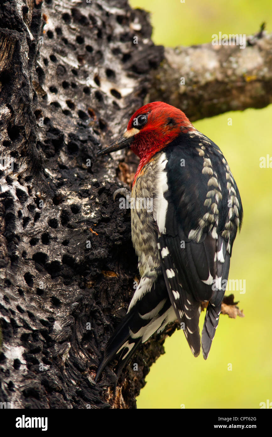 Red-breasted Sapsucker - Green Bay - Sasquatch Provinical Park near ...