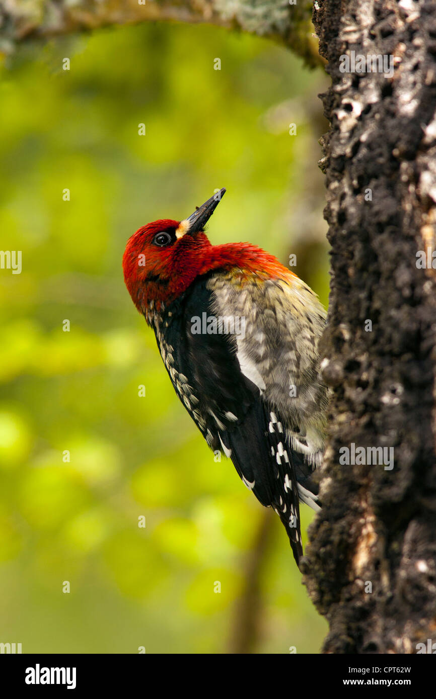 Red-breasted Sapsucker - Green Bay - Sasquatch Provinical Park near ...