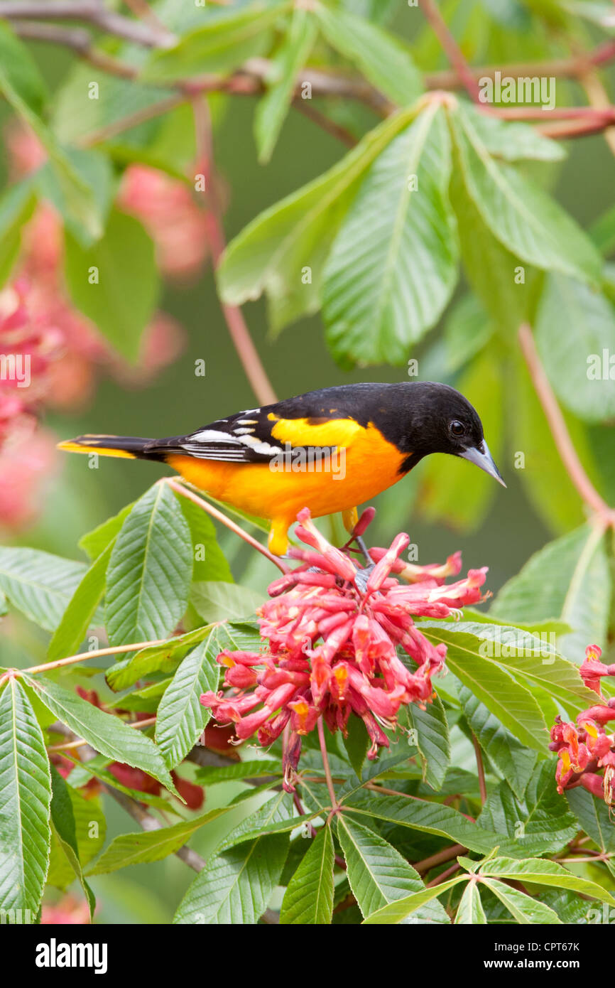 Baltimore oriole in blooms hi-res stock photography and images - Alamy