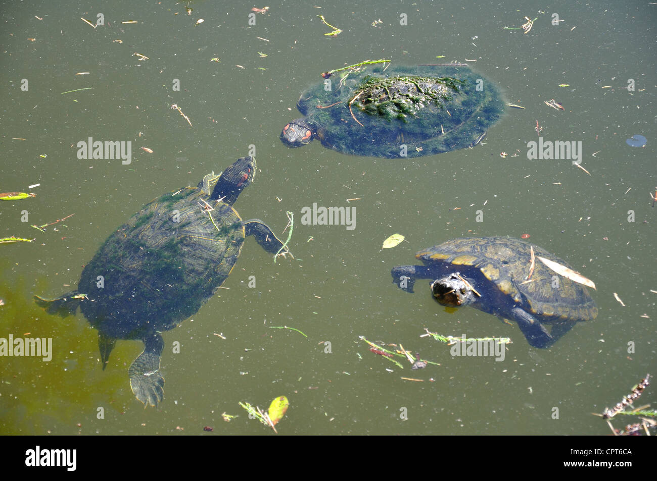 Turtles in pond - red eared slider Stock Photo - Alamy