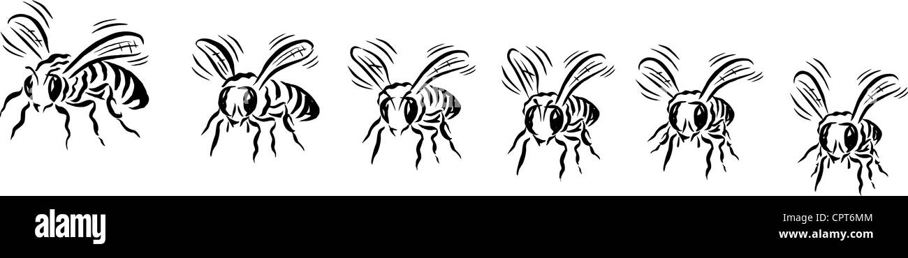 a row of bees in black and white Stock Photo - Alamy