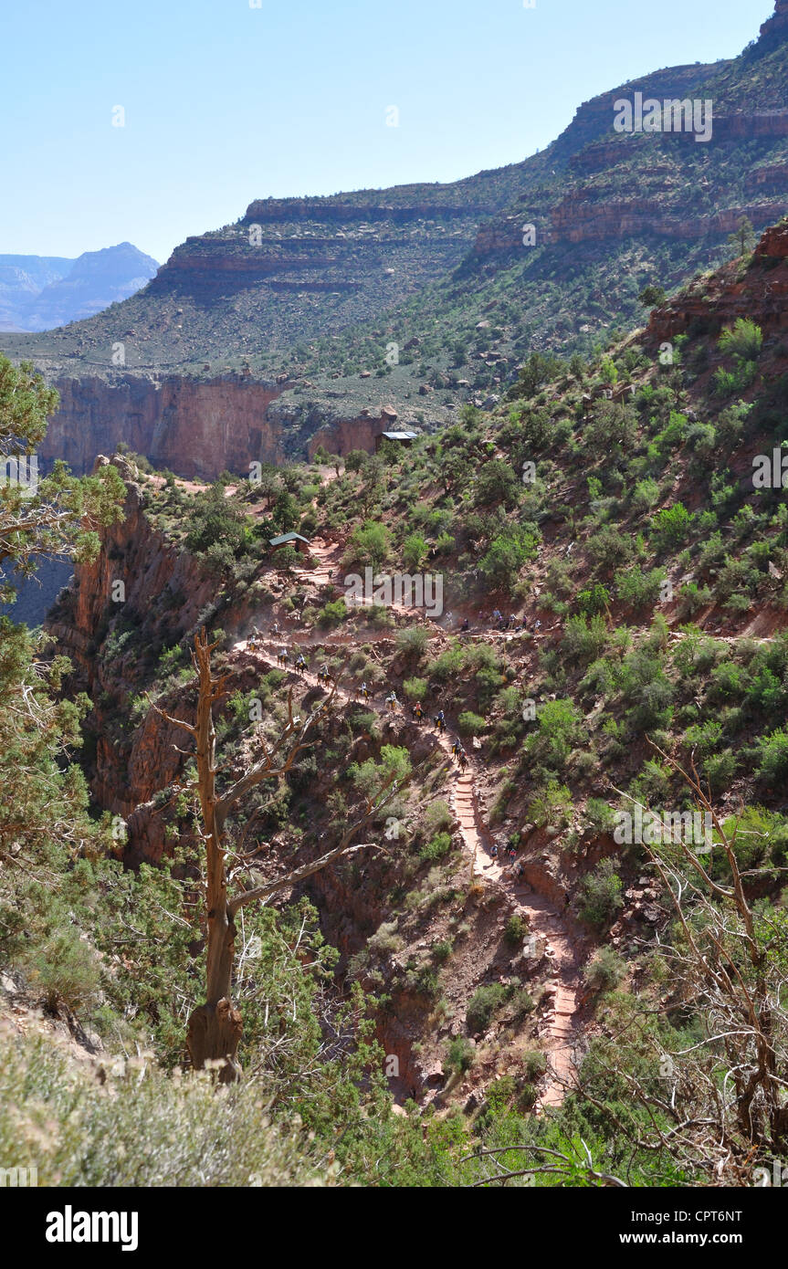 Mule ride, Bright Angel trail, Grand Canyon National Park, Arizona, USA ...