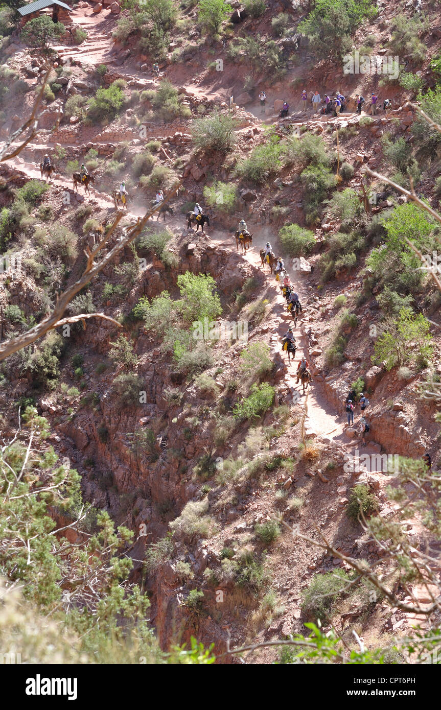 Mule ride, Bright Angel trail, Grand Canyon National Park, Arizona, USA ...