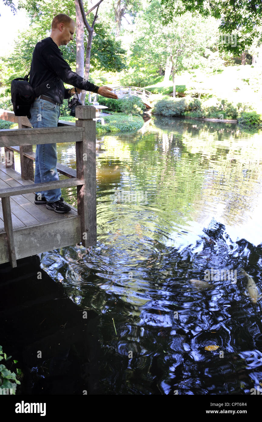 Man feeding japanese koi hi-res stock photography and images - Alamy