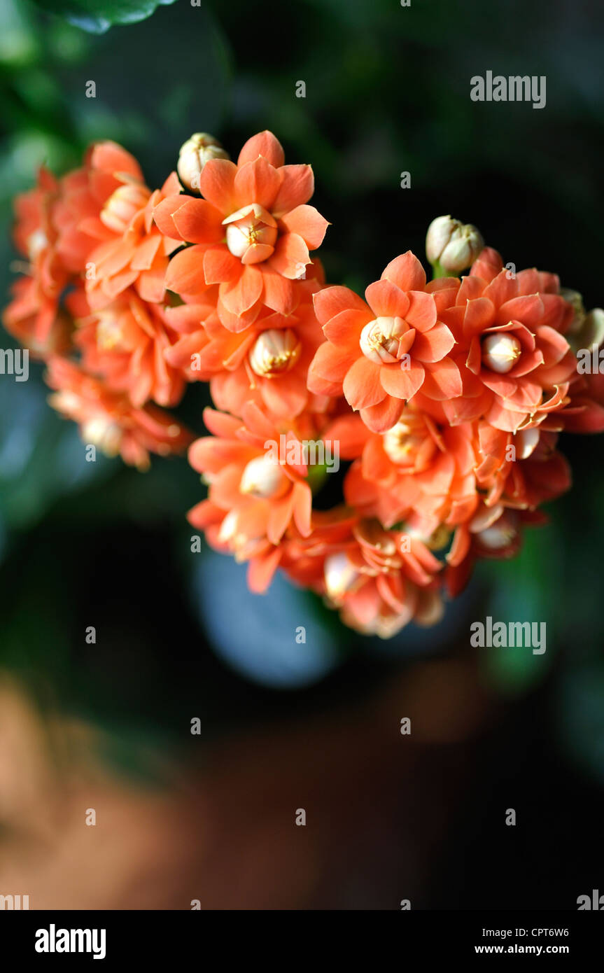 Kalanchoe blossfeldiana plant Stock Photo - Alamy