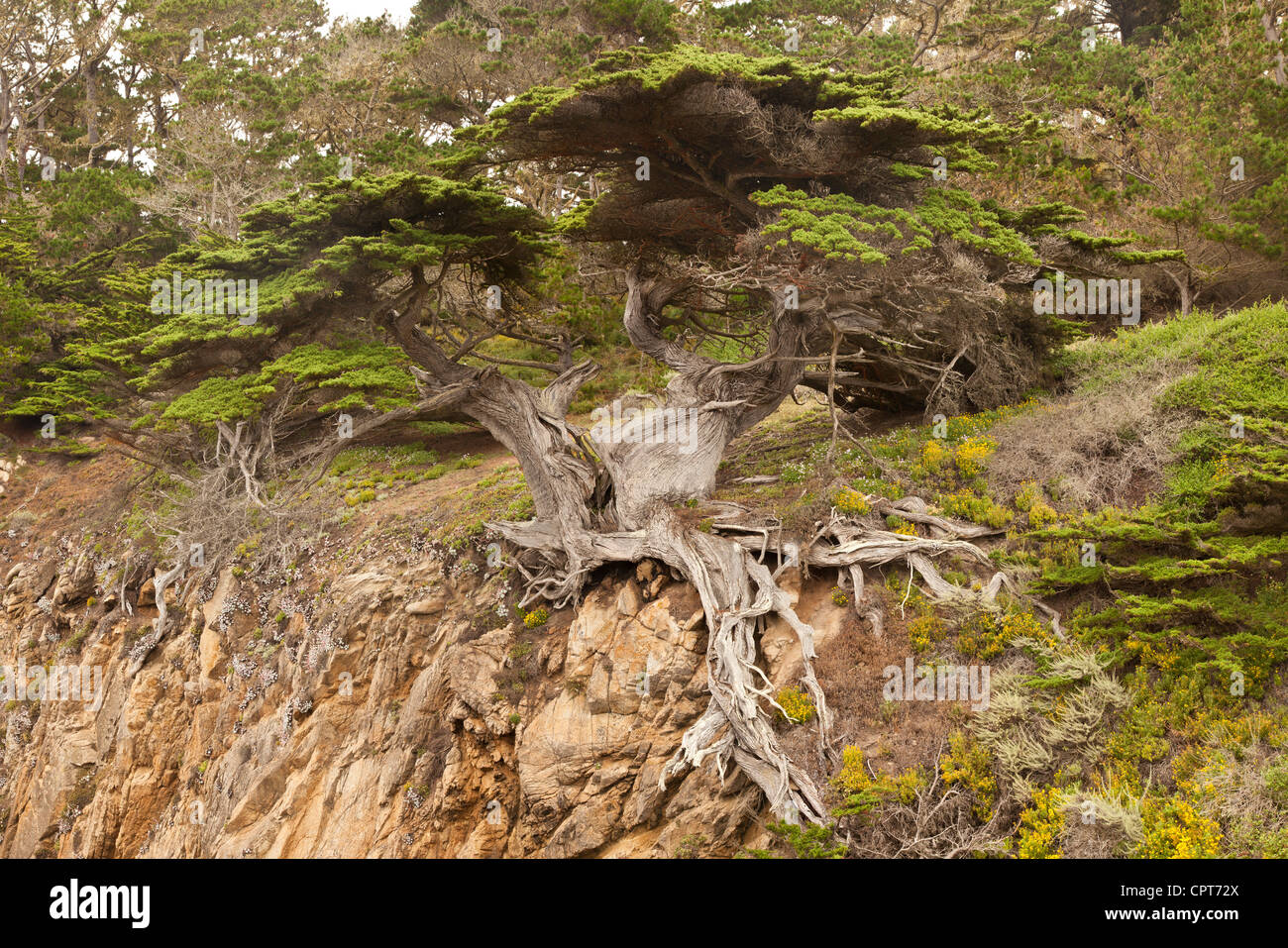 Old Veteran Cypress tree. Point Lobos, California Stock Photo - Alamy