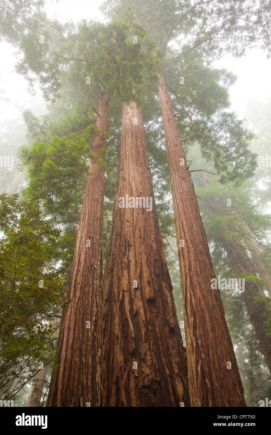 Towering redwoods. Redwood NP, California Stock Photo - Alamy