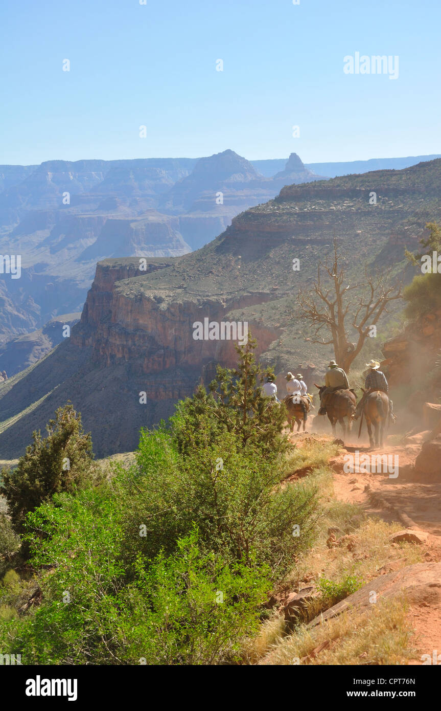 Mule ride, Bright Angel trail, Grand Canyon National Park, Arizona, USA ...
