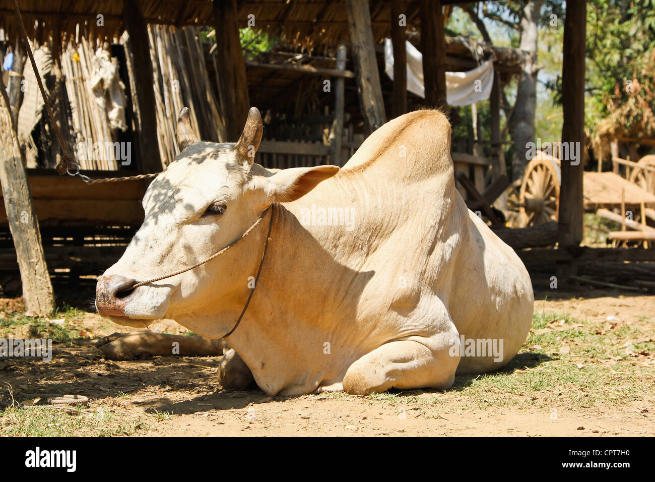 Cow at rural farm in Myanmar Stock Photo - Alamy