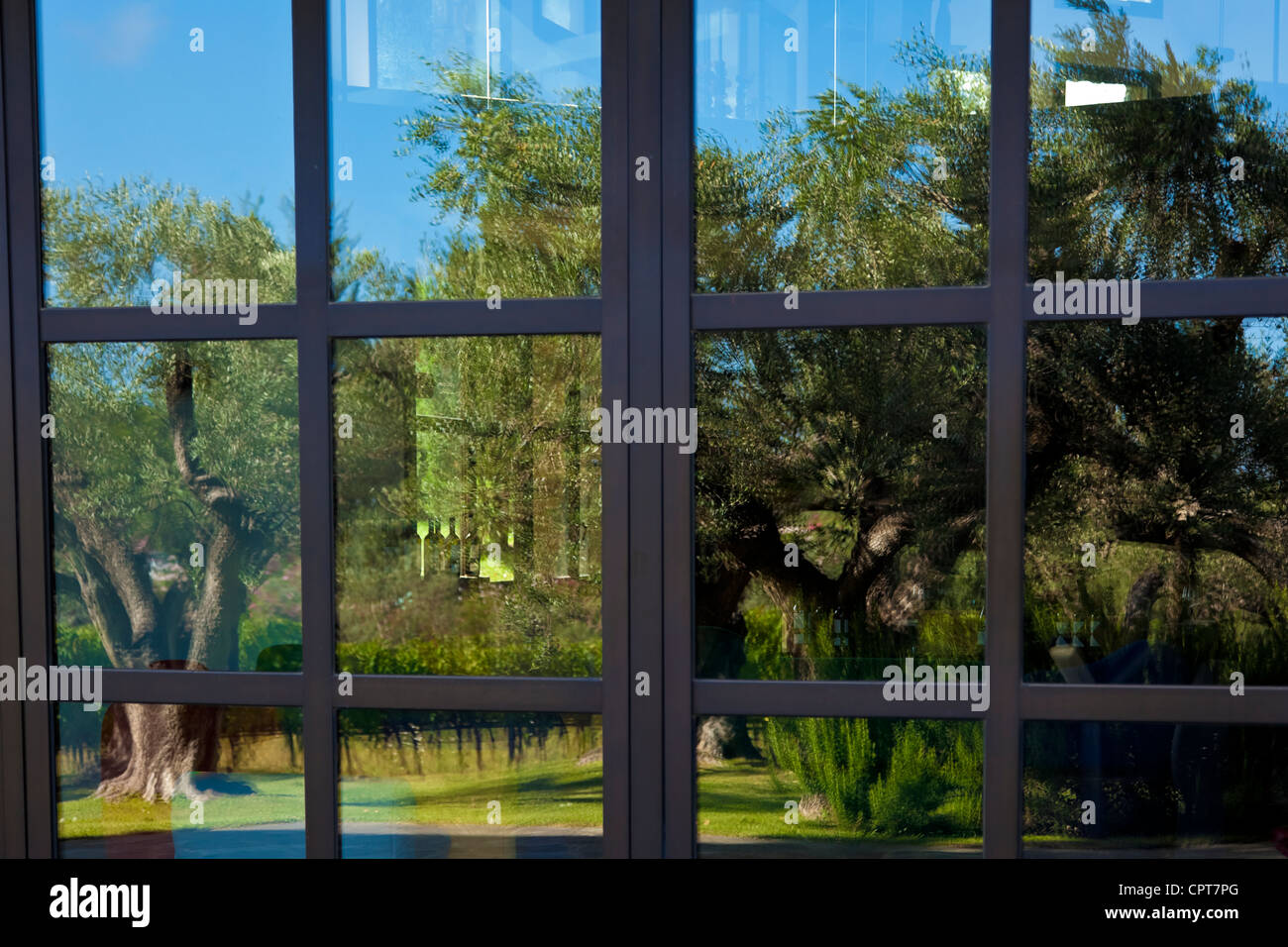 Angelo GAJA, a famous Italian wine-grower., Reflection of some olive ...