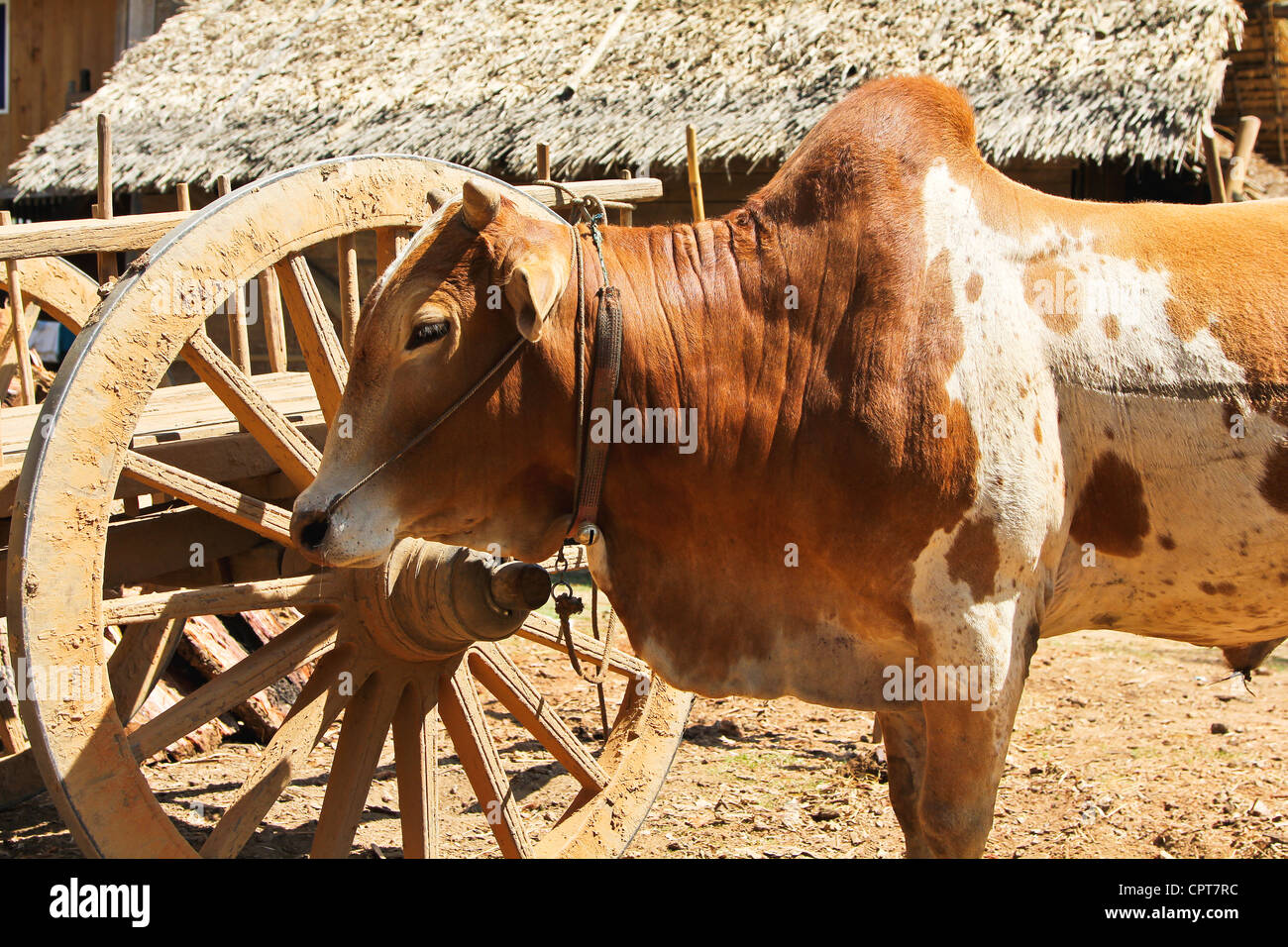 Cow at the rural farm in Myanmar Stock Photo - Alamy