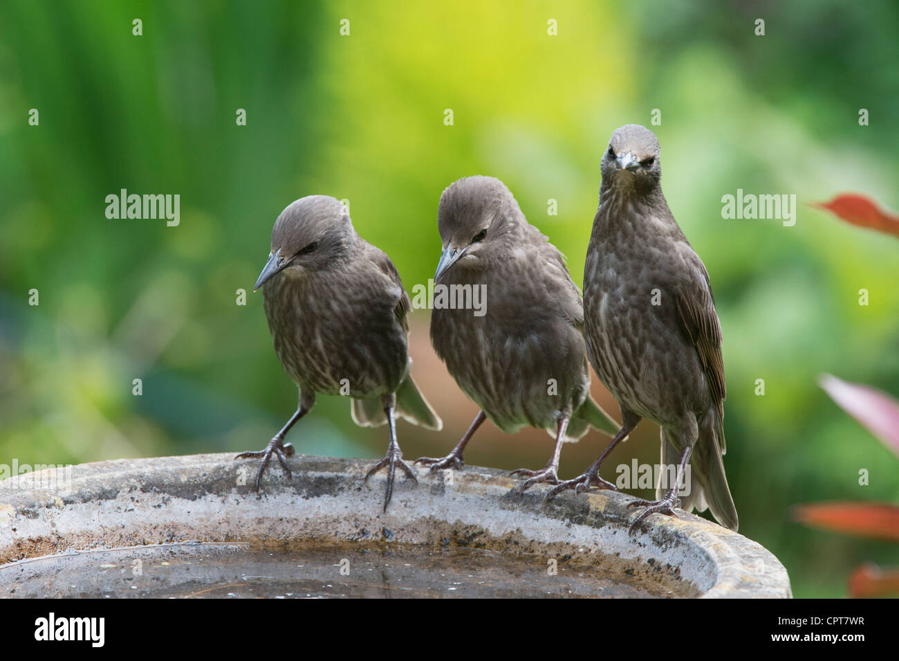 Starlings drinking from birdbath hi-res stock photography and images ...