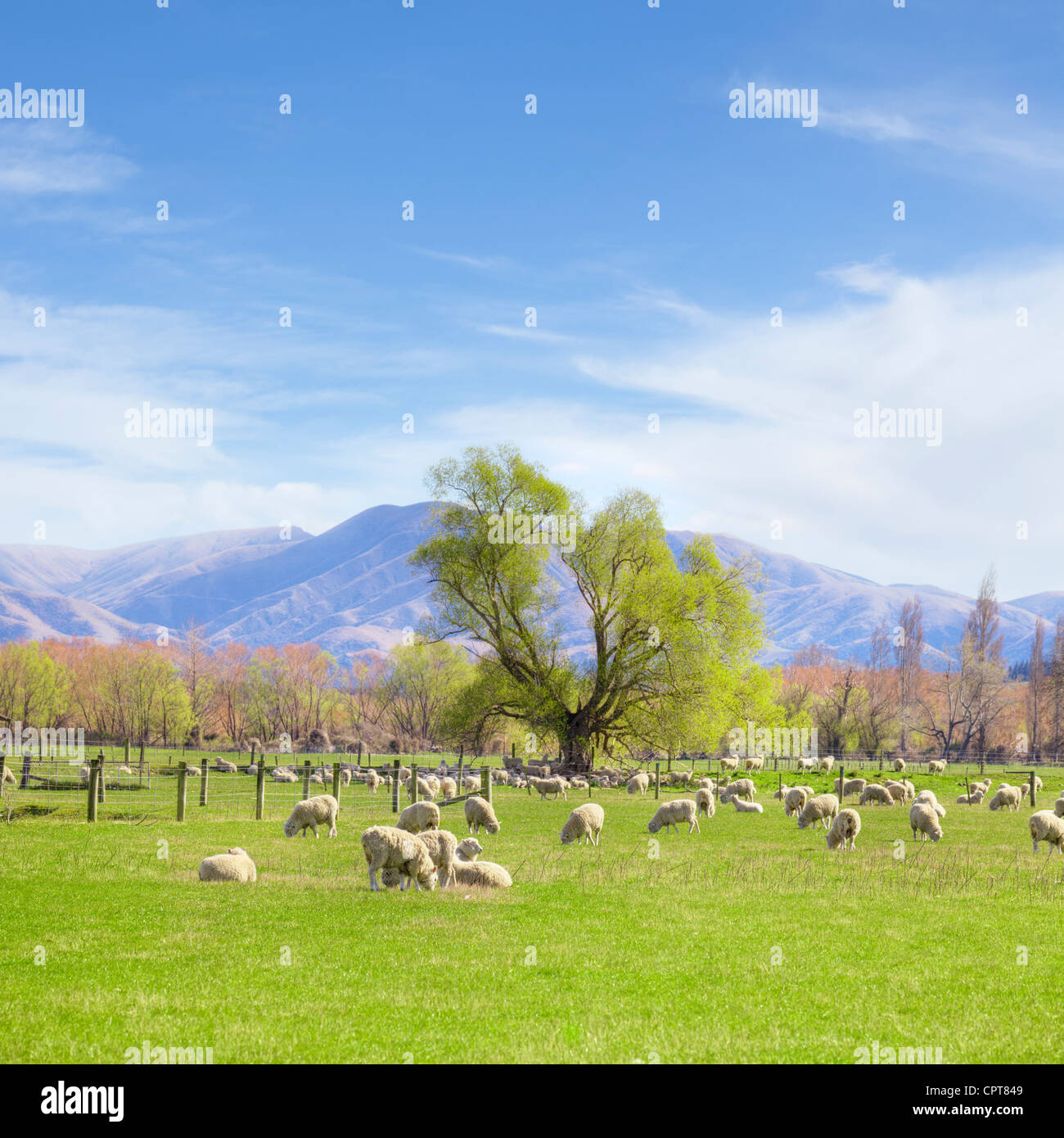 New zealand pasture hi-res stock photography and images - Alamy