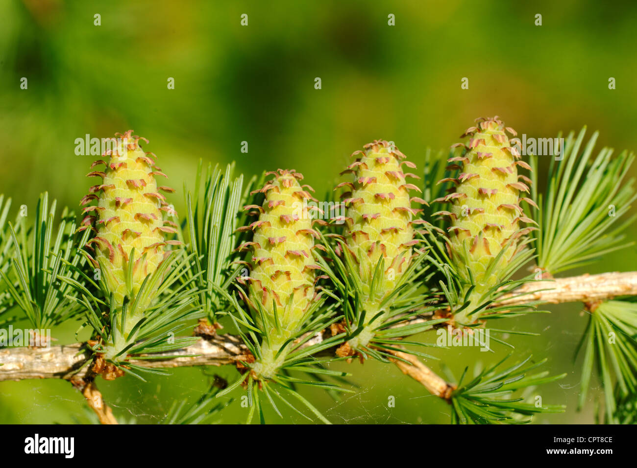 Ovulate cones of larch tree, spring, May Stock Photo - Alamy